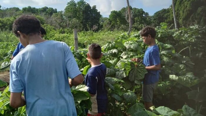 Farmer Groups as Catalysts for Rural Economic Growth in Tonga - MORDI Tonga