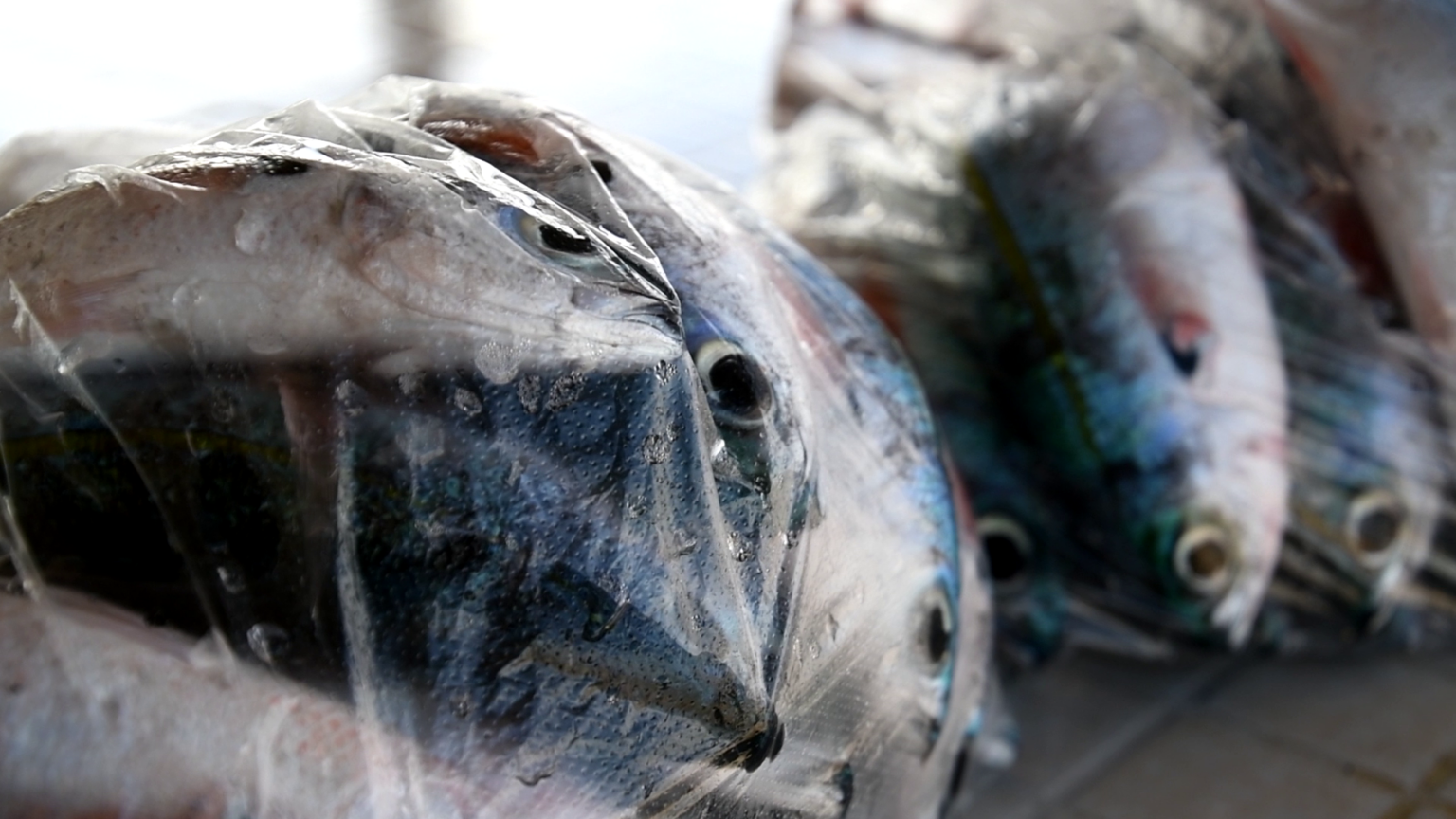 Fisheries warn public of fish poisoning following HTHH - MORDI Tonga
